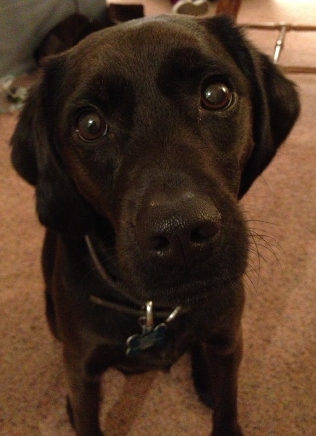 Miss Tibbit, the Useless-Little-Black-Dog, had a bad week. | wideeyedfunk