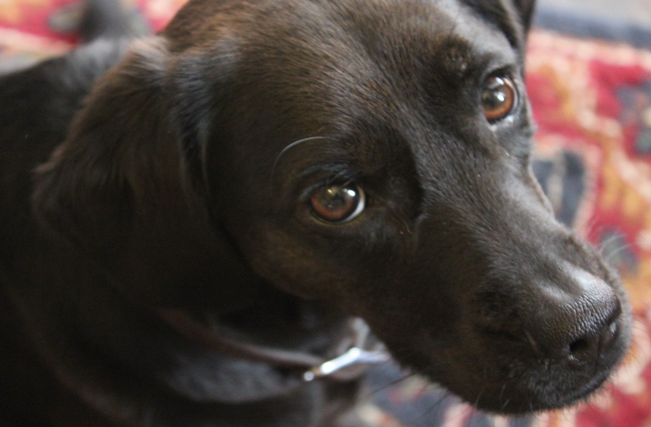 Sweet Tibbit gets her money’s worth out of a jelly bean. | wideeyedfunk
